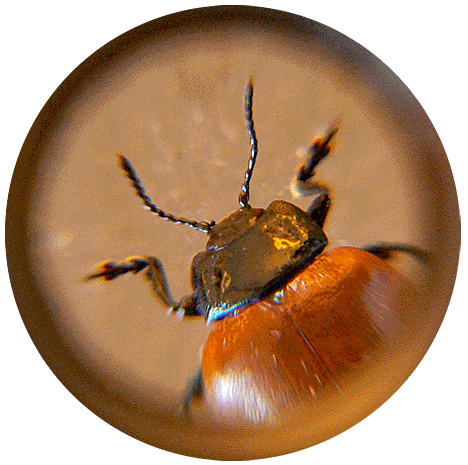 Le Compendium - Microscope à graines - Insectoscope - Microscope simple ...