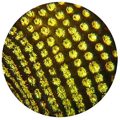 Le Compendium - Insectoscope - Microscope simple - Microscope d ...